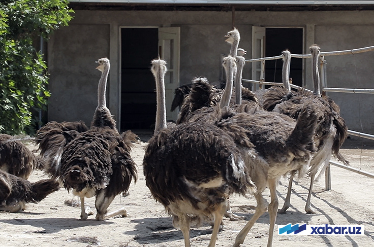 Katta tuyaqush 24 million so‘mligi rostmi?